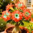 Giant Desert Rose For Planting Ideal for Gardening Deer Resistant ...