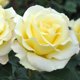 Heirloom Roses - Elina® Hybrid Tea Rose Plant - Walmart.com