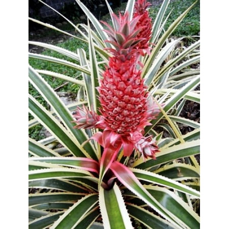 Creme and Green Variegated Pineapple Plant - Ananas - Great Indoors/Out ...