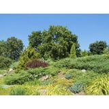 Gold Lace Juniper - 3 Live Plants - Juniperus Chinensis - Evergreen ...