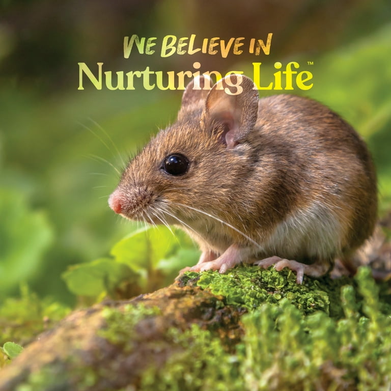 Smallest Mouse In The World