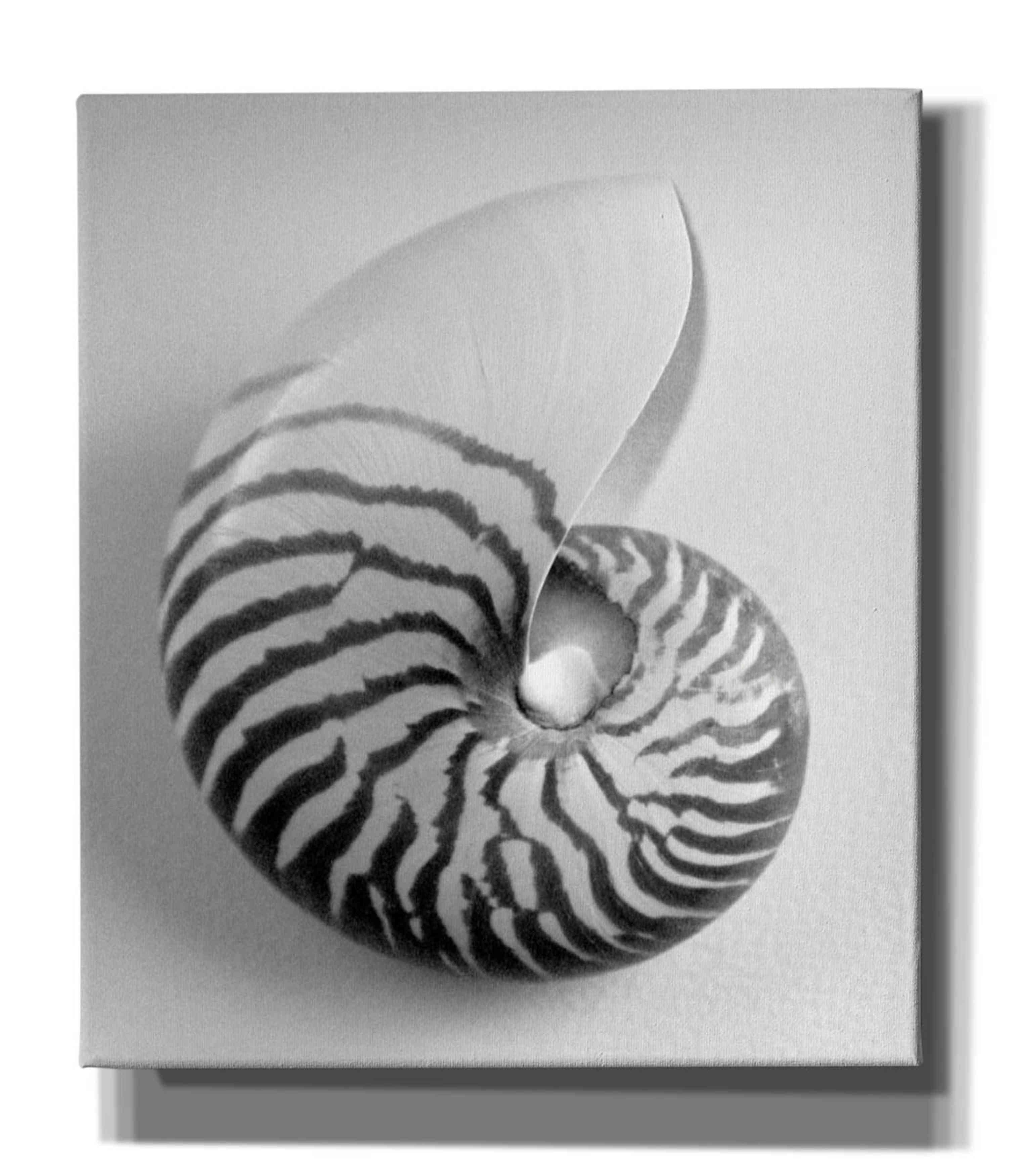Epic Graffiti 'Nautilus 2' by Debra Van Swearingen, Canvas Wall Art, 26 ...