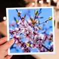 3drose, Radiant White and Pink Japanese Apricot Tree Blossoms in Spring ...