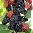 Dwarf Everbearing Mulberry Tree – 5 Gallon Potted Plants, Set of 2 ...