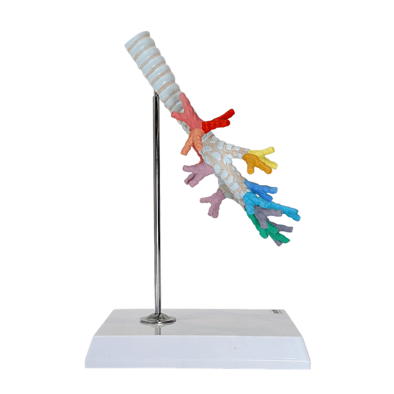 Bronchi Model