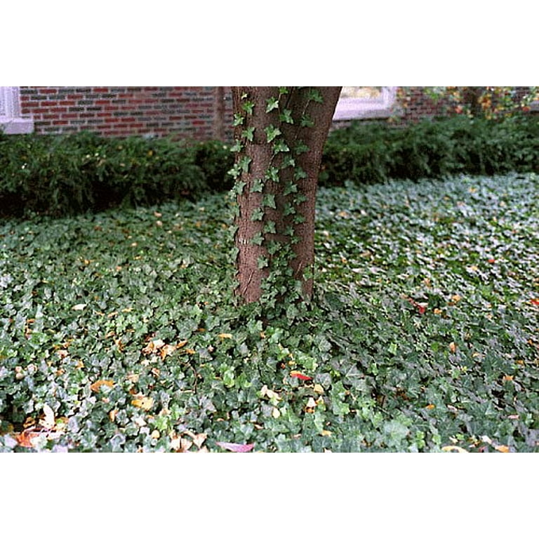 English Ivy Ground Cover