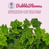 BubbleBlooms String of Frogs, Ficus pumila Quercifolia, Indoor/Outdoor ...