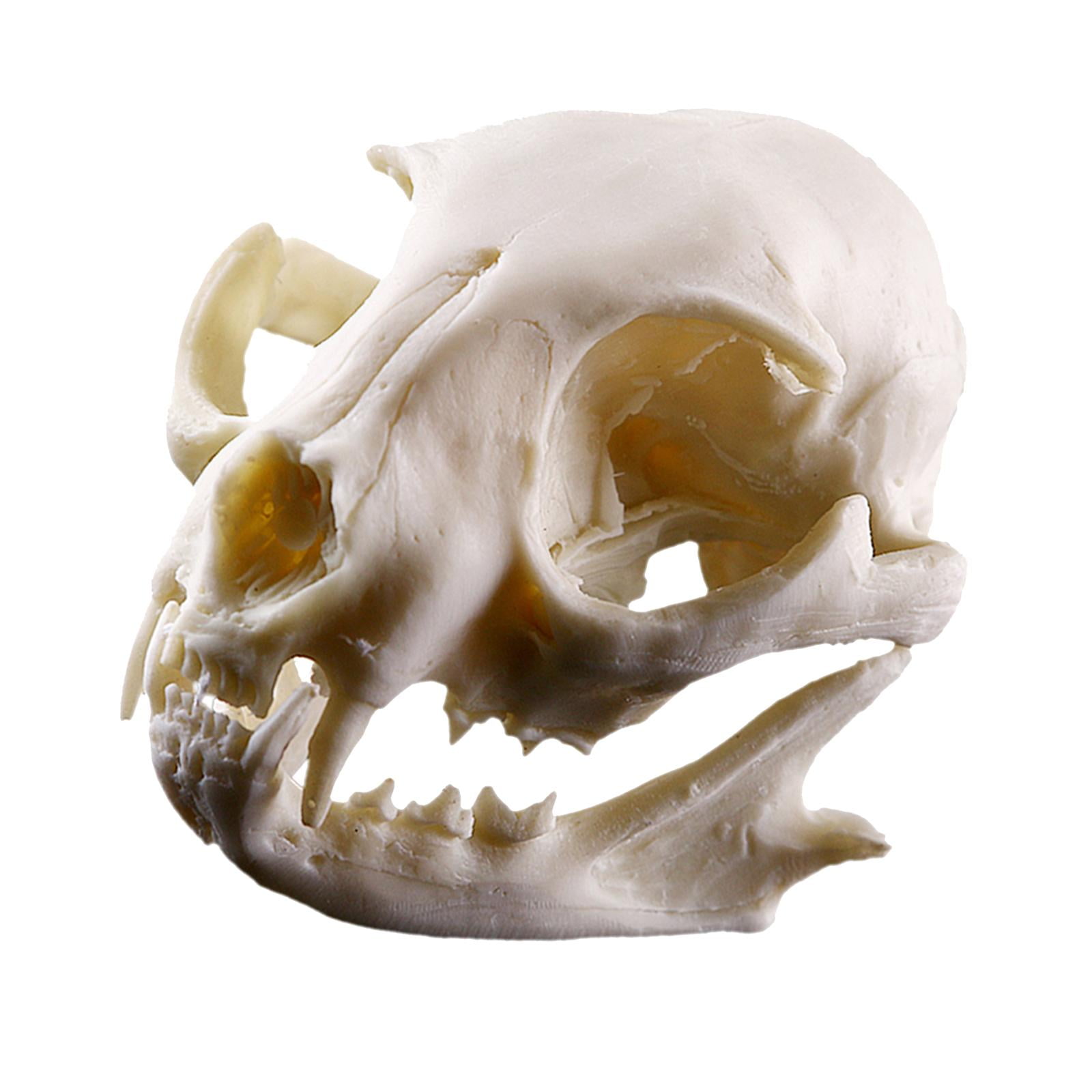 Fake Skull Resin Teaching Head Skeleton Model Aquarium 2 - Walmart.com