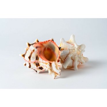 Alabaster Murex Seashell 4-5" - Walmart.com