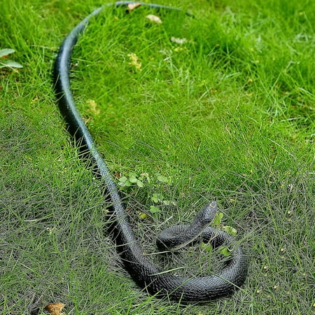 Simulation Poisonous Snake Model Toy Rubber Python Cobra Tricky Toys ...