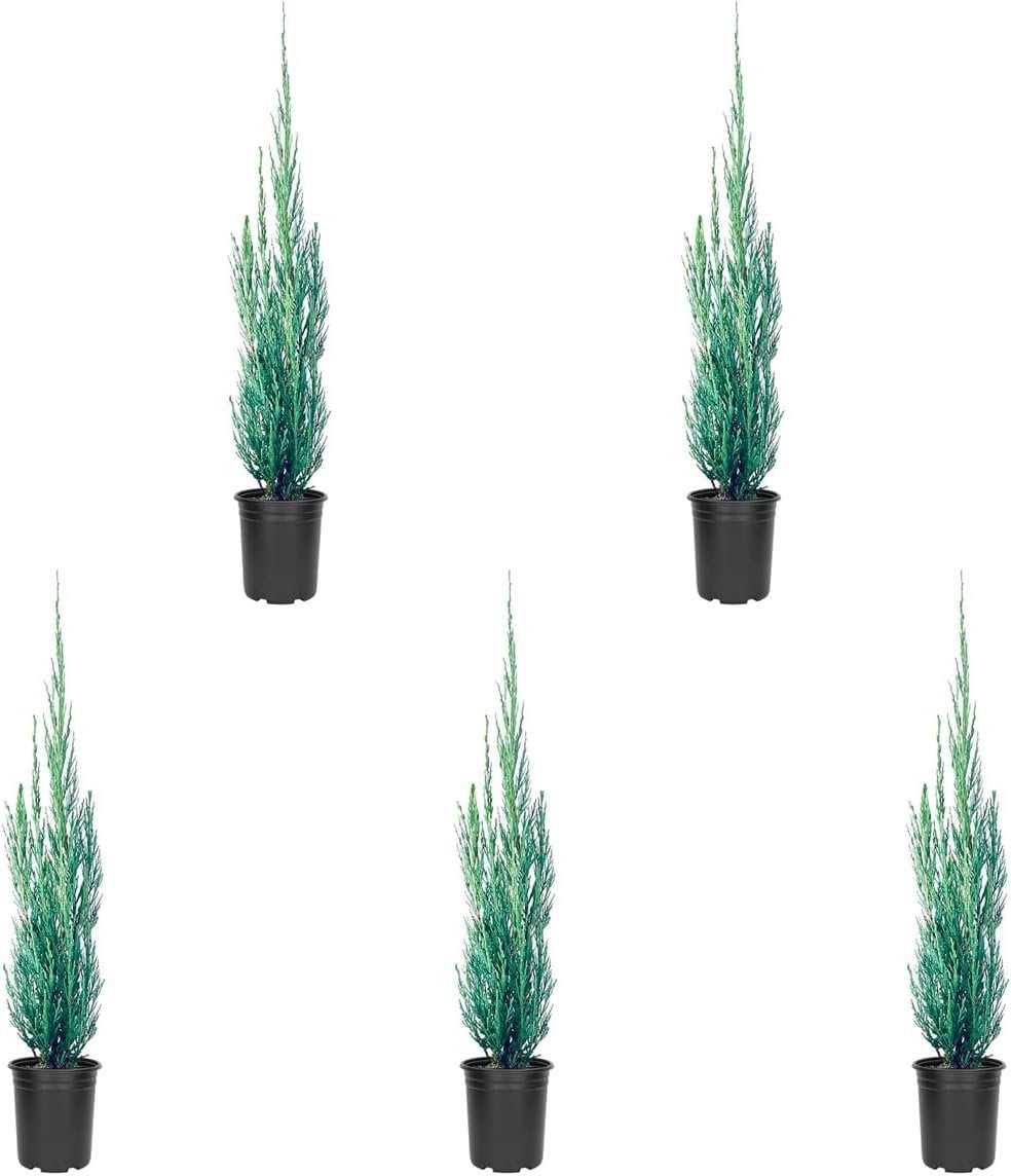 Skyrocket Juniper - 5 Live 4 Inch Pots - Juniperus Scopulorum - Formal ...