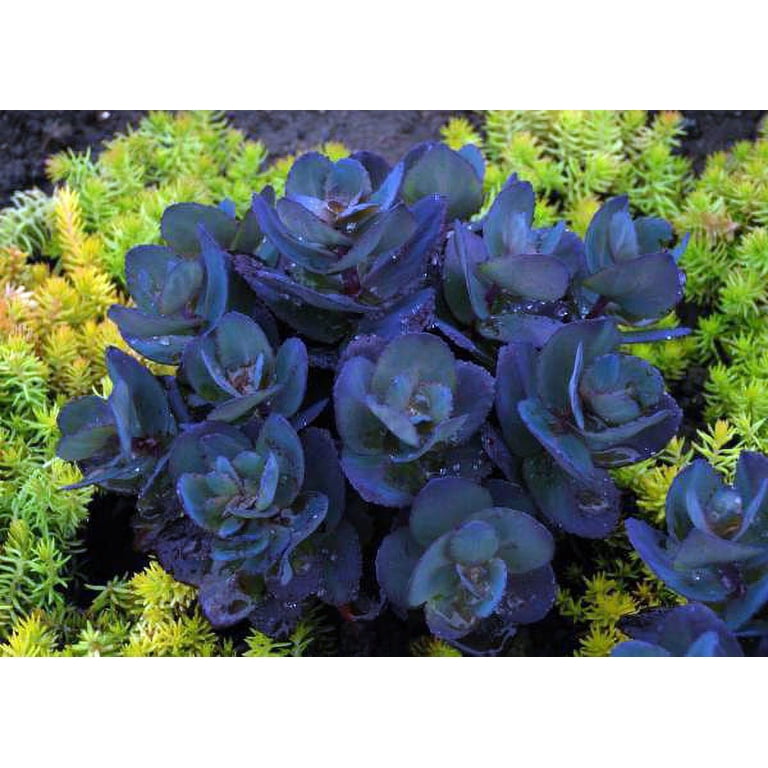 Sedum Blue Pearl