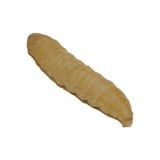 DMF Bait Co. Live Wax Worms, Live Fish Bait, 36 Count - Walmart.com