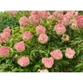 50 PEE GEE HYDRANGEA Paniculata Peegee Panicle White Pink Flower Shrub ...
