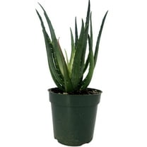 Solar Flare Aloe Plant - 4" Pot - Walmart.com