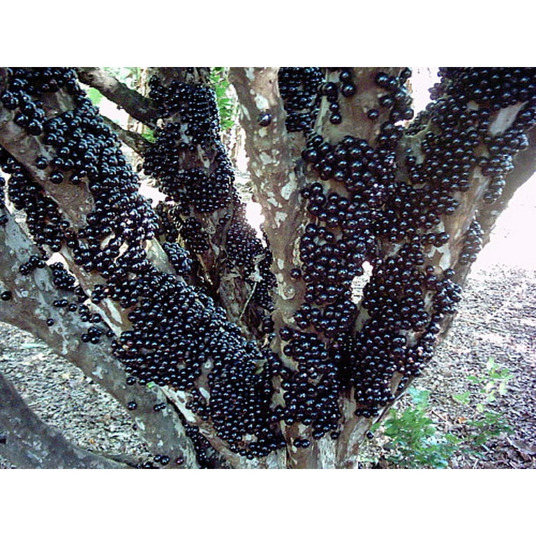 Jabuticaba Fruit