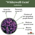 Burpee Whitewell Gem Aubrieta Flower Seed (1-Pack) - Walmart.com