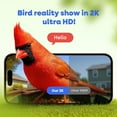 Bird Feeder with Camera – AI Identifies 10,000+ Birds, Real-Time Alerts ...