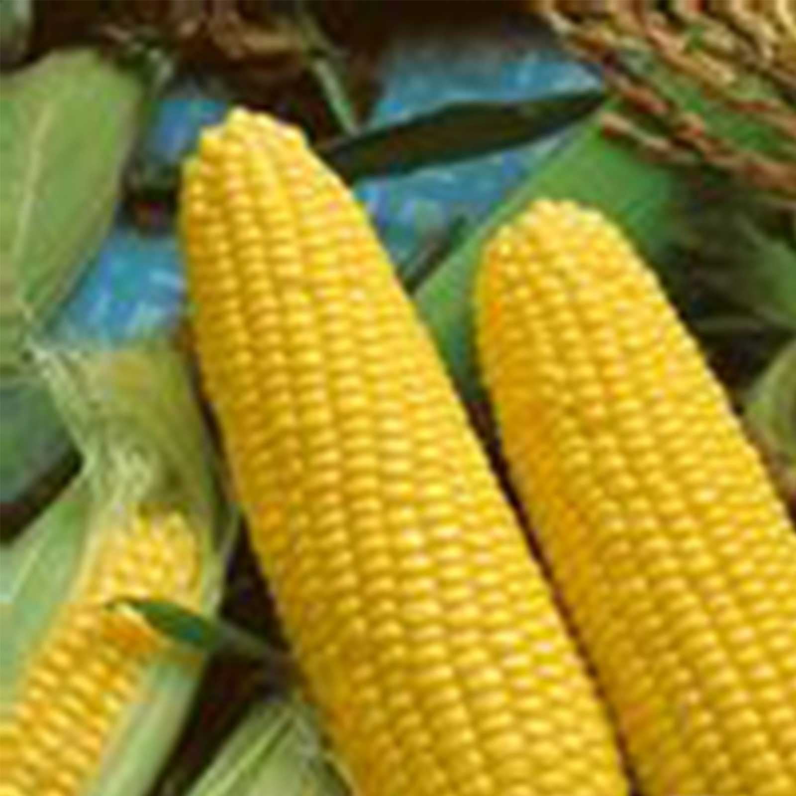 Jubilee Hybrid Corn Garden Seeds (Treated) - 1 Lb. - Non-GMO Vegetable ...