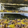 IRISH Sea Moss from Ireland - Chrondrus Crispus Sea Moss - Elderwise ...