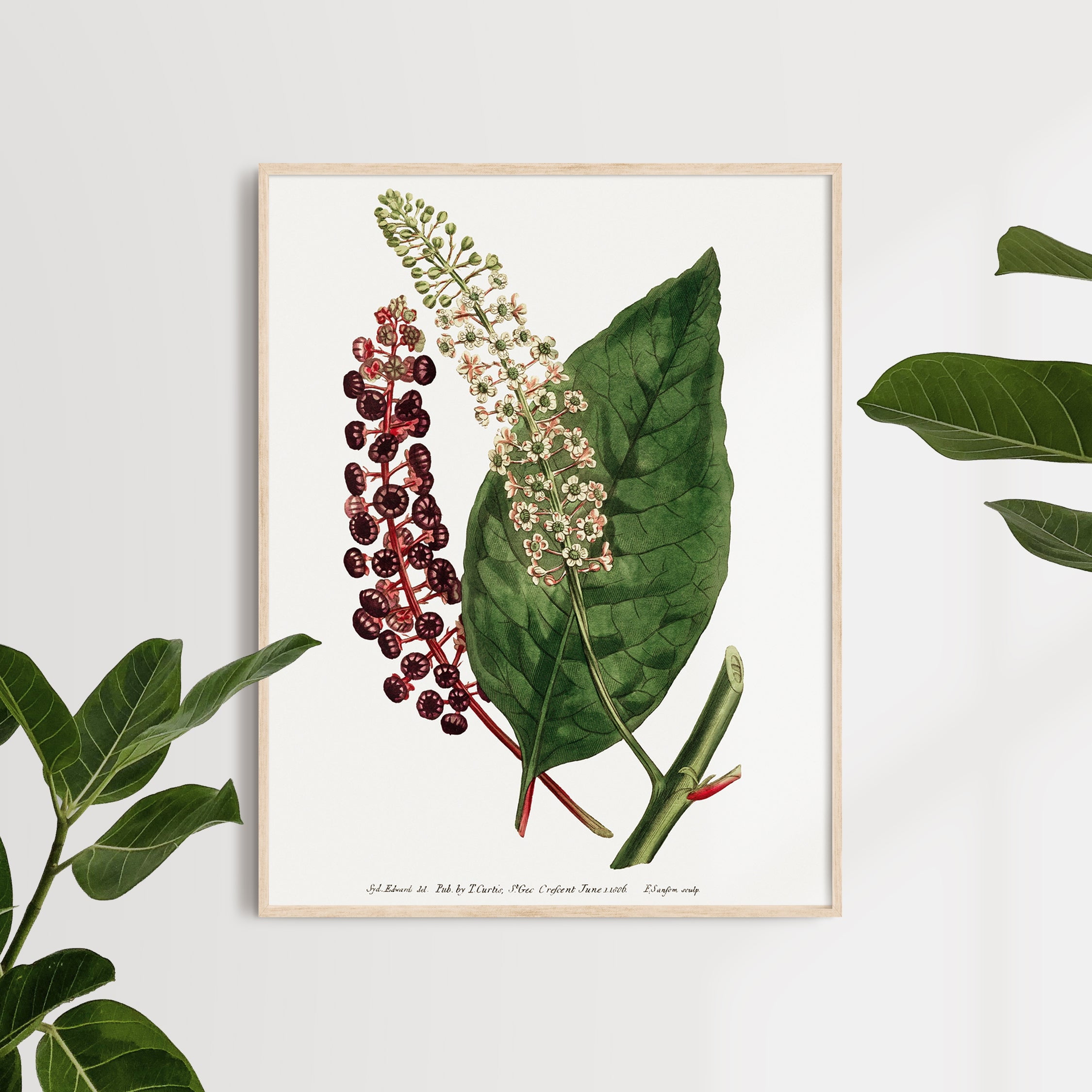 Phytolacca Decandra - American Pokeweed - 1806 | Francis Sansom ...