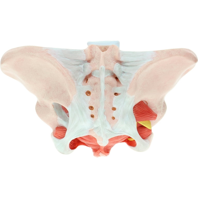 Axis Scientific Anatomy Model Of Female Pelvis Pelvic Floor Muscles