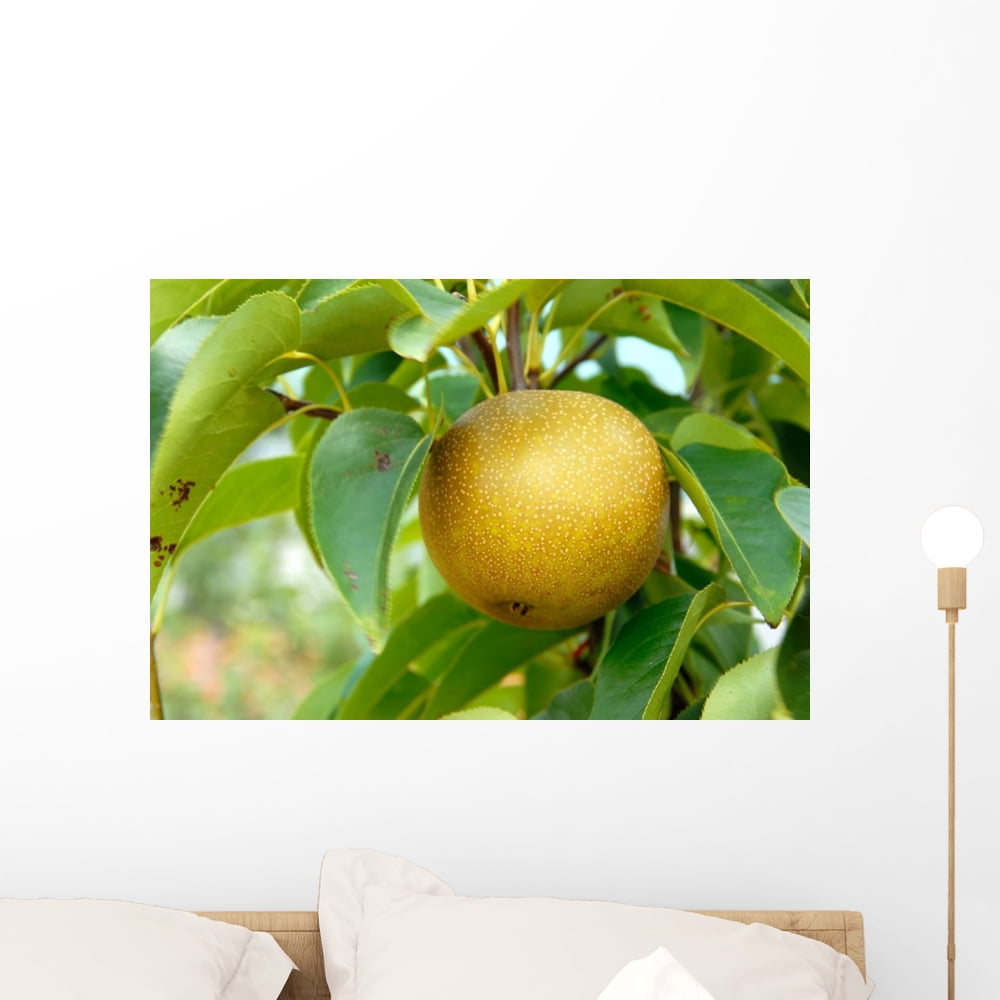 Olympic Asian Pear Tree Wall Mural by Wallmonkeys Peel and Stick ...