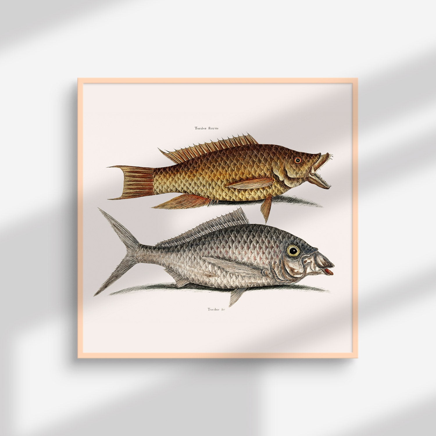 Hog Fish - Turdus Flavus Shad Fish - Turdus cinereus peltatus - 1754 ...