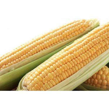 Jubilee Hybrid Corn Garden Seeds - 20 Gram Packet. - Non-GMO Vegetable ...