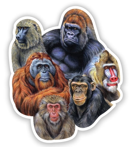 Apes - 8" Vinyl Sticker - For Car Laptop I-Pad - Waterproof Decal ...