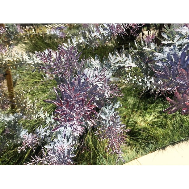 10 PURPLE ACACIA Baileyana Purpurea Fernleaf Mimosa Cootamundra Wattle ...
