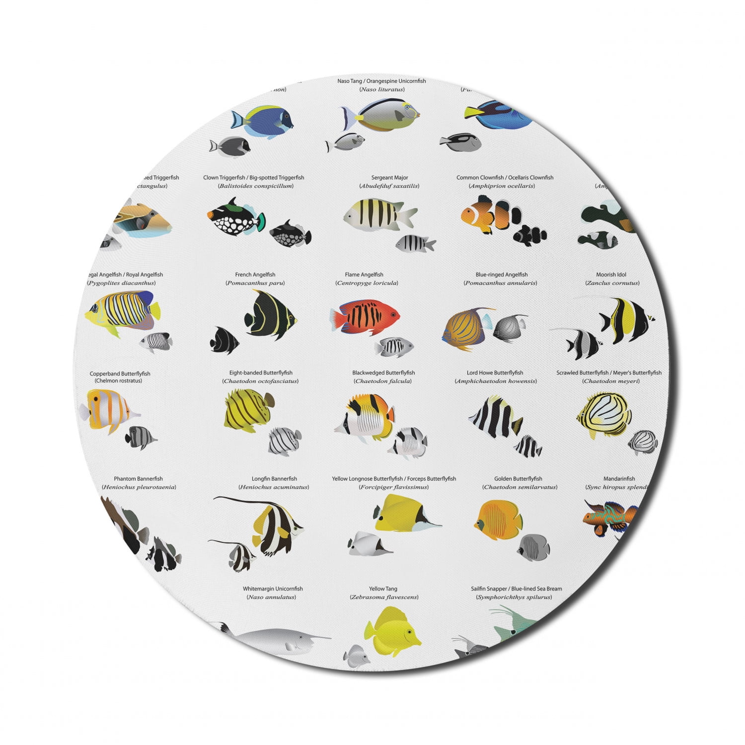 Ocean Mouse Pad for Computers, Illustration of Different Fish Species ...