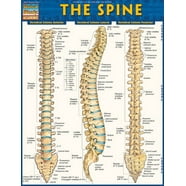 Human Spine Disorders Anatomical Chart - Walmart.com