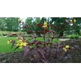 (2 pack) Bloomin Easy 2 gal Diervilla Nightglow Live Shrubs - Walmart.com