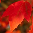 Expert Gardener 8 ft. tall Red Maple Live Tree in 15- Gallon Grower Pot ...