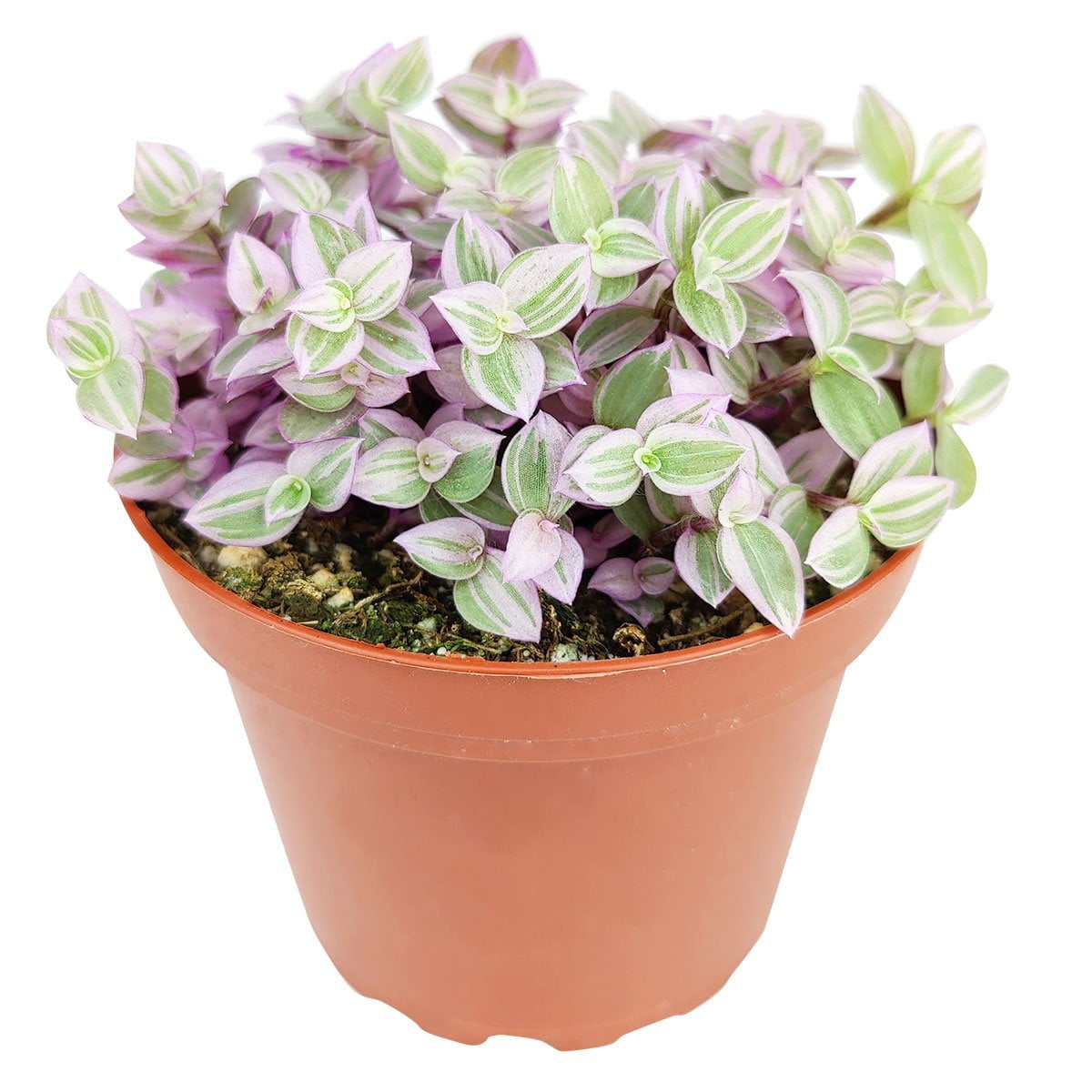4" Pink Lady Turtle Vine (Callisia Repens) - Easy Care Houseplant ...