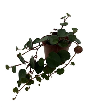 Oak Leaf Grape Ivy Plant - Cissus rhombifolia - 4" Pot - Walmart.com