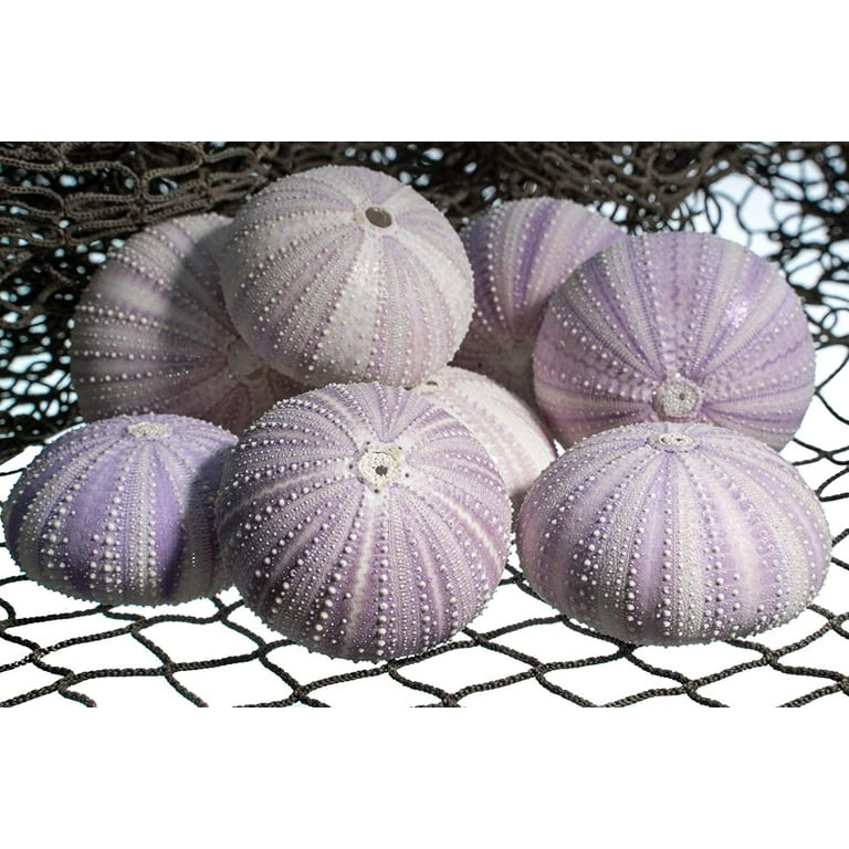 Purple Sea Urchin Shell