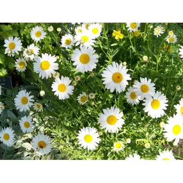250 GOLDEN MARGUERITE DAISY Dyer's Yellow Chamomile Anthemis Tinctoria ...