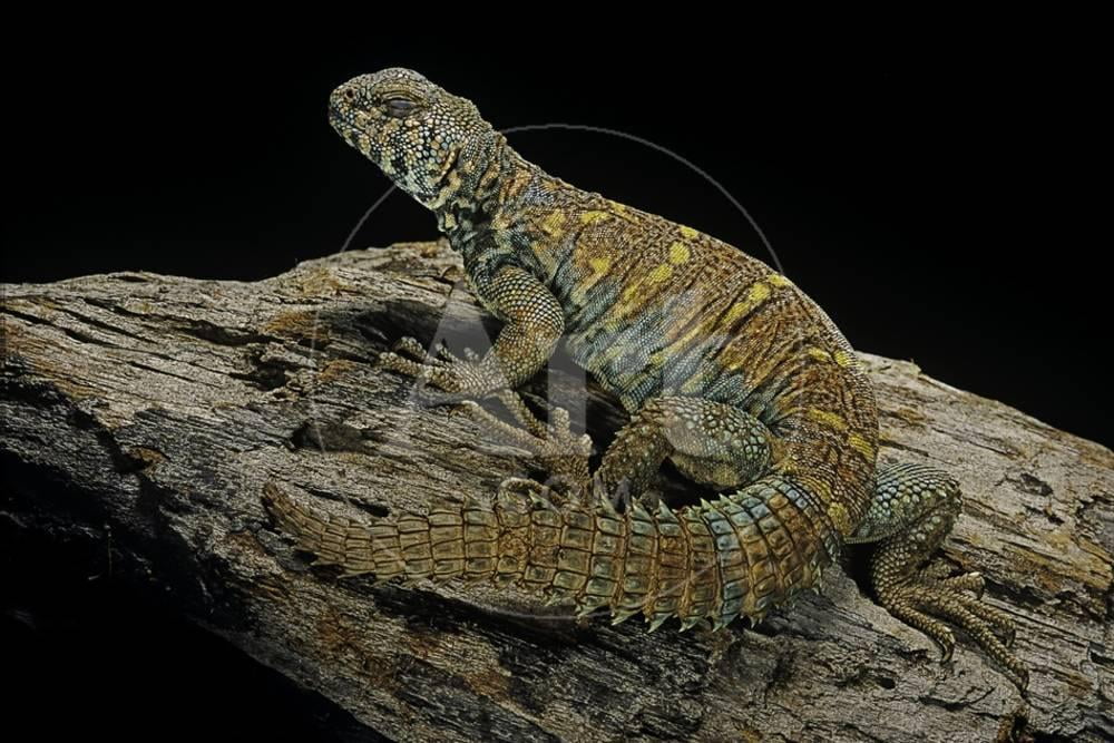 Uromastyx Ornata Ornate Mastigure, Ornate Dabb Lizard, Unframed ...