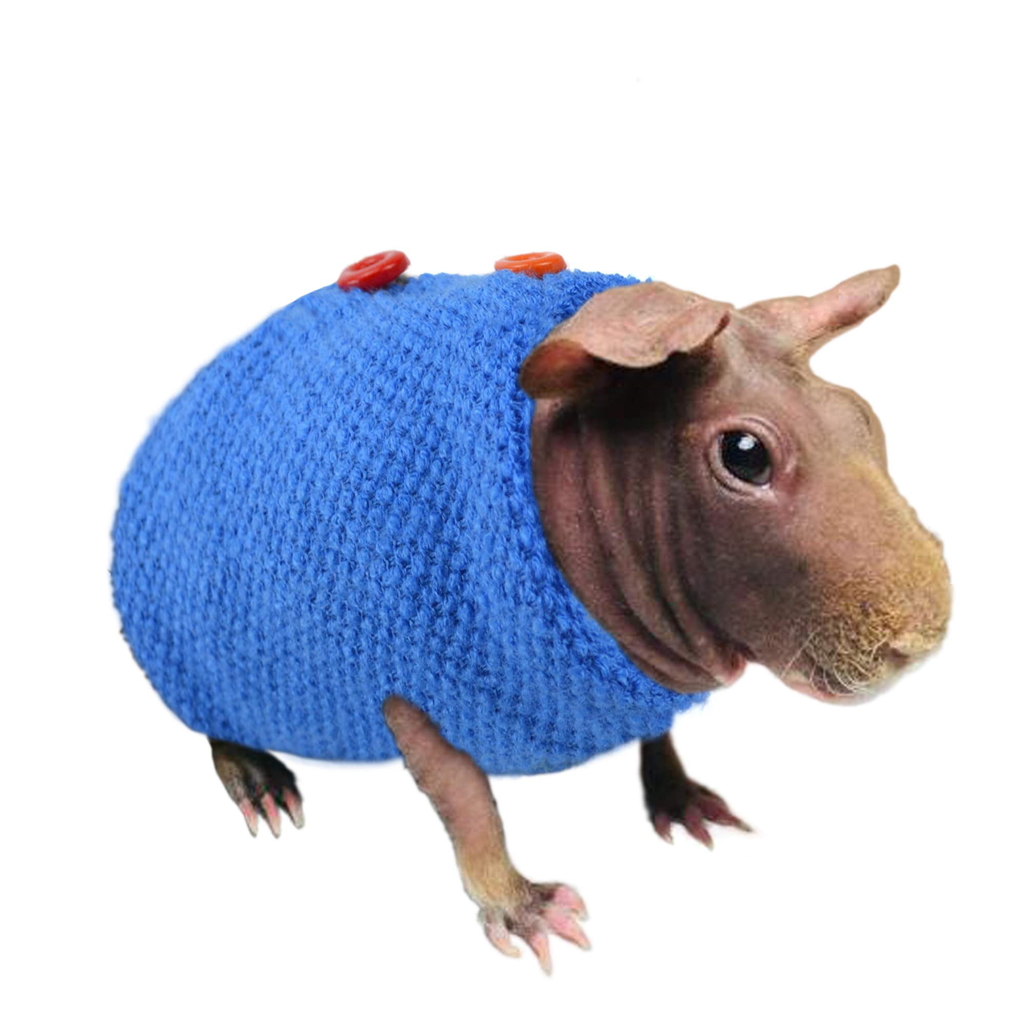 Suéter para ropa de cobaya sin pelo de cerdo flaco para proteger la ...