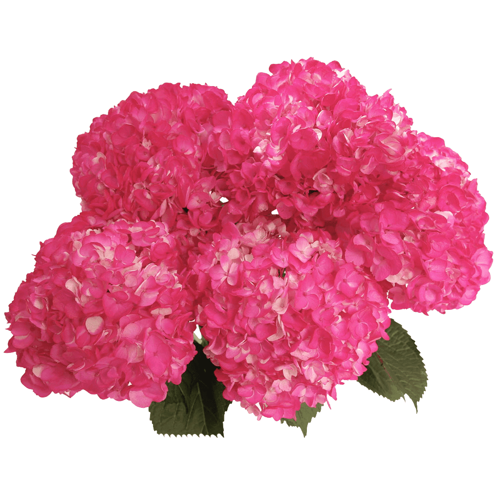 10 Hot Pink Hydrangea Flowers- Beautiful Fresh Cut Flowers- Express ...