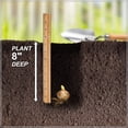 Lily for Planting-(Non-Artificial)-Easy to Grow & Quick -Super easy to ...