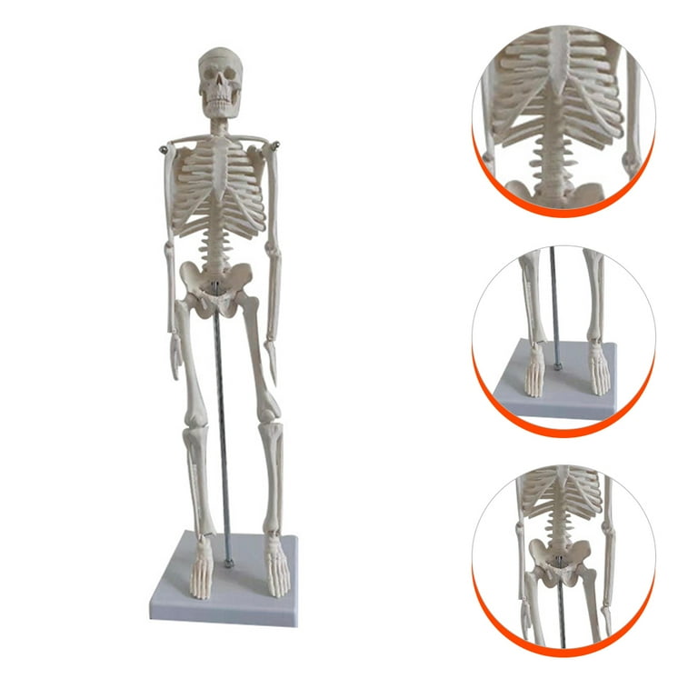 Skeleton Models For Teaching