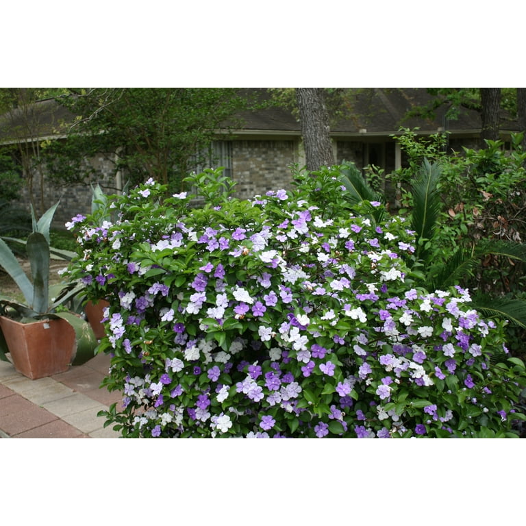 Brunfelsia Pauciflora Floribunda