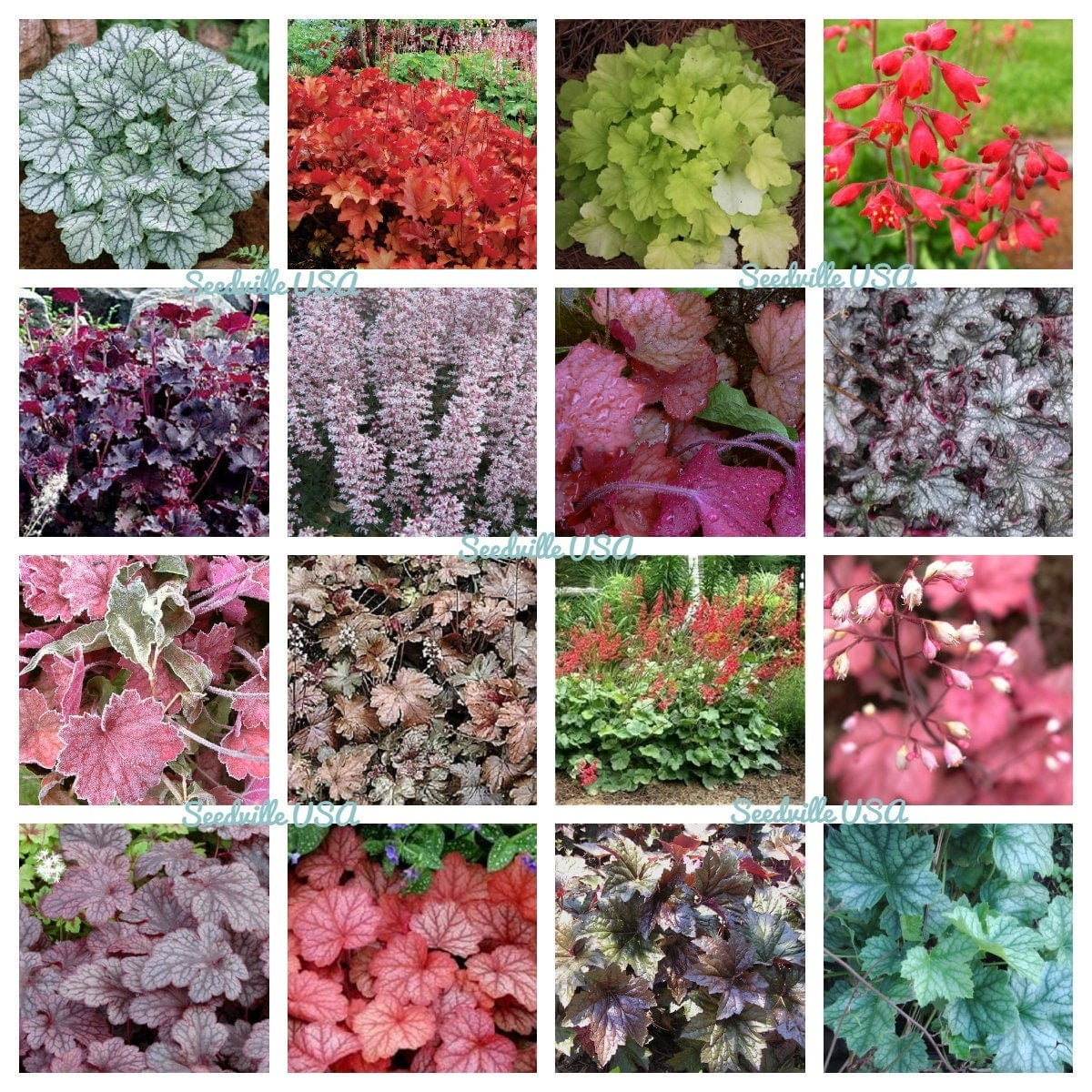 Heuchera Coral Bells Varieties
