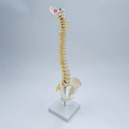 justharion Spine Model Vertebral Column Anatomical Vertebral Column ...