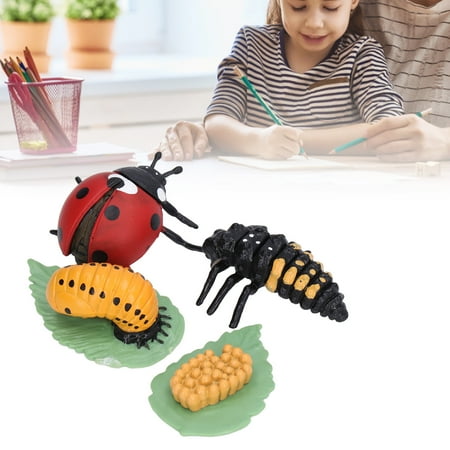 Fyydes Life Cycle Figurines Lifelike Vinyl Ladybug Life Cycle Model Set ...