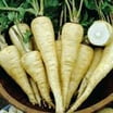 Parsnip, Harris Model, Heirloom, Non GMO, 200 Seeds, Parsnip Seeds for ...