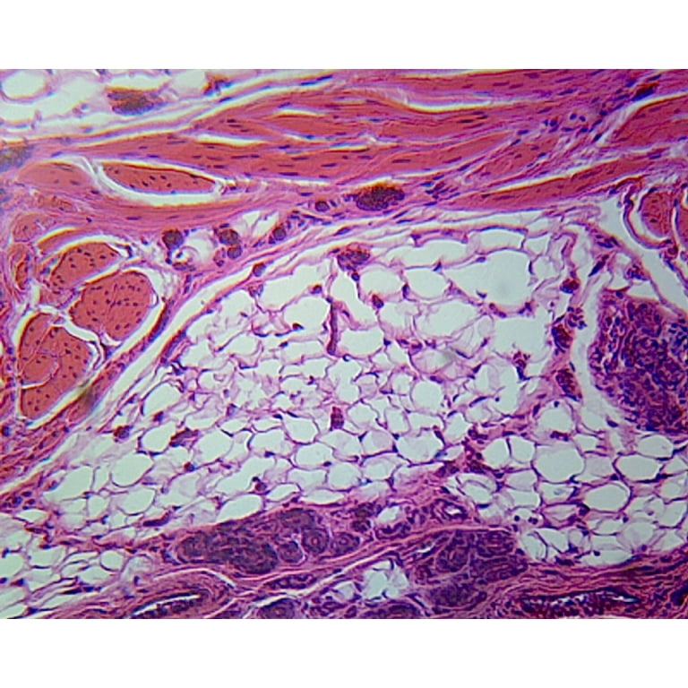 Microscopic Images Of Human Skin